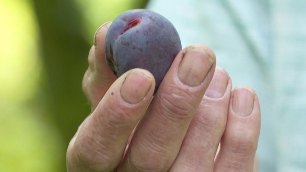 Rare plum could be boosted by orchard revival