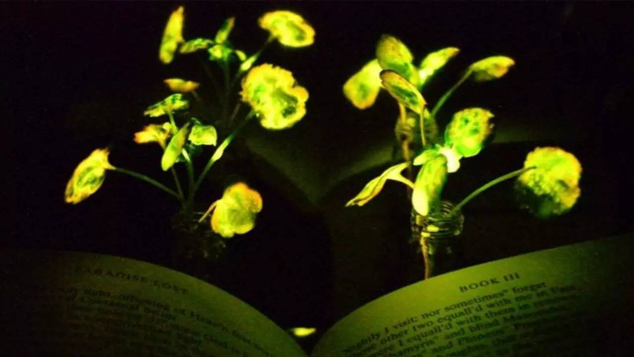 Scientists create ‘Avatar-style’ glowing plants that may soon light up ...