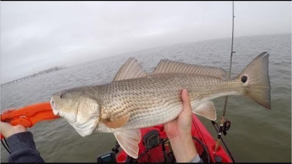 How to Catch Redfish During Winter in Beaufort, SC