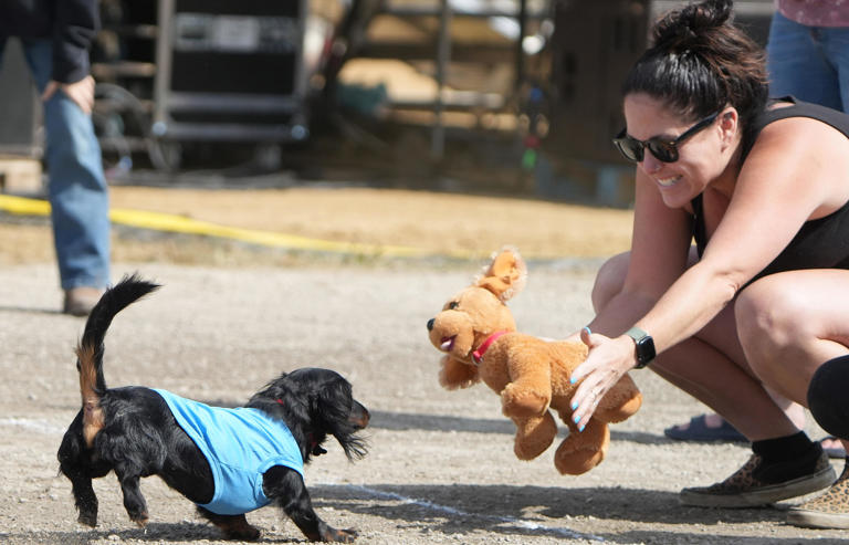 'It was a blast.' Wiener dog races a hoot and hit at the Stark County Fair