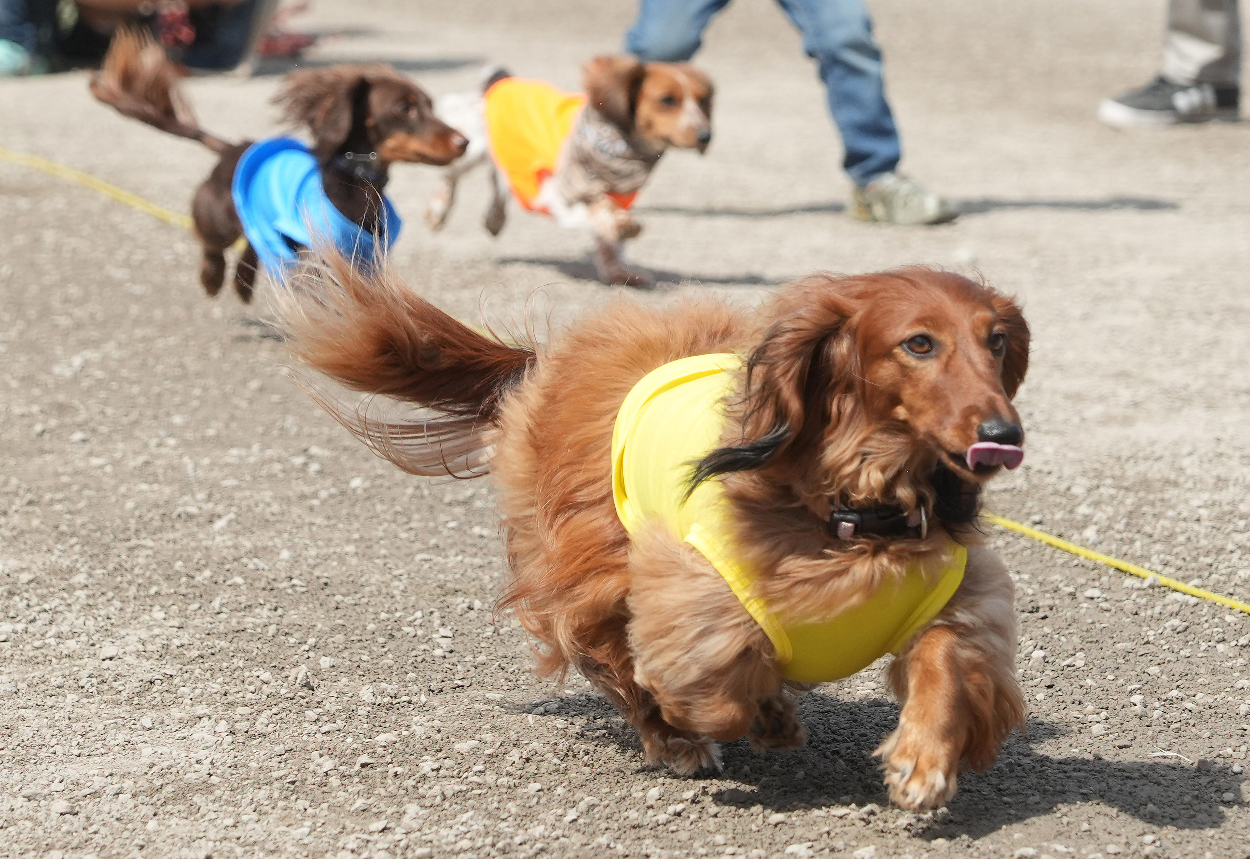 'It was a blast.' Wiener dog races a hoot and hit at the Stark County Fair