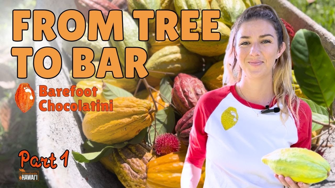 Inside Chocolate: From Tree to Ferment – Pt. 1