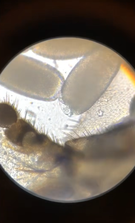 What Looks Ordinary… Under a Microscope Will Shock You!