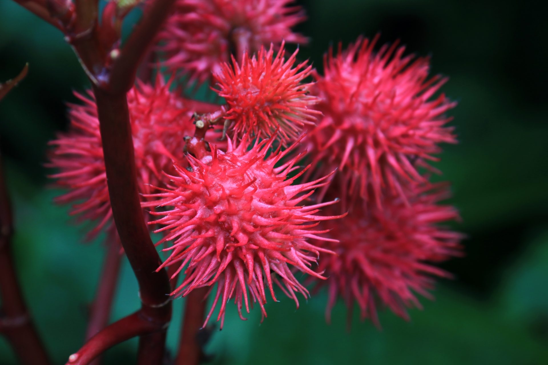 These gorgeous flowers can be very dangerous