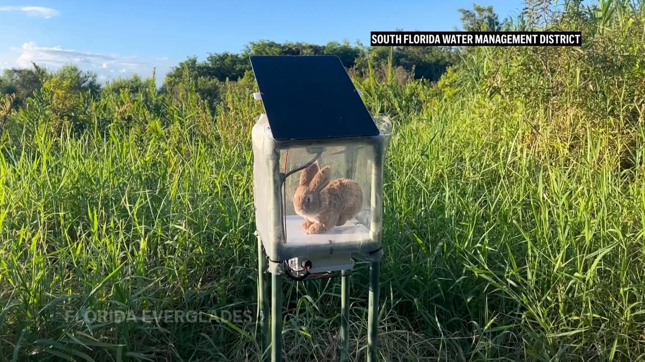 Robot rabbits the latest tool in Florida battle to control invasive ...