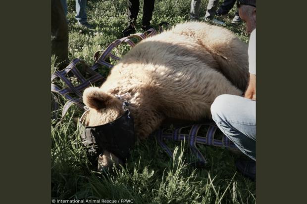 Bear rescued from spa resort after years in captivity