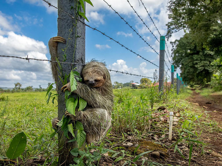 Wildlife Photographer of the Year 2025: First images revealed from ...
