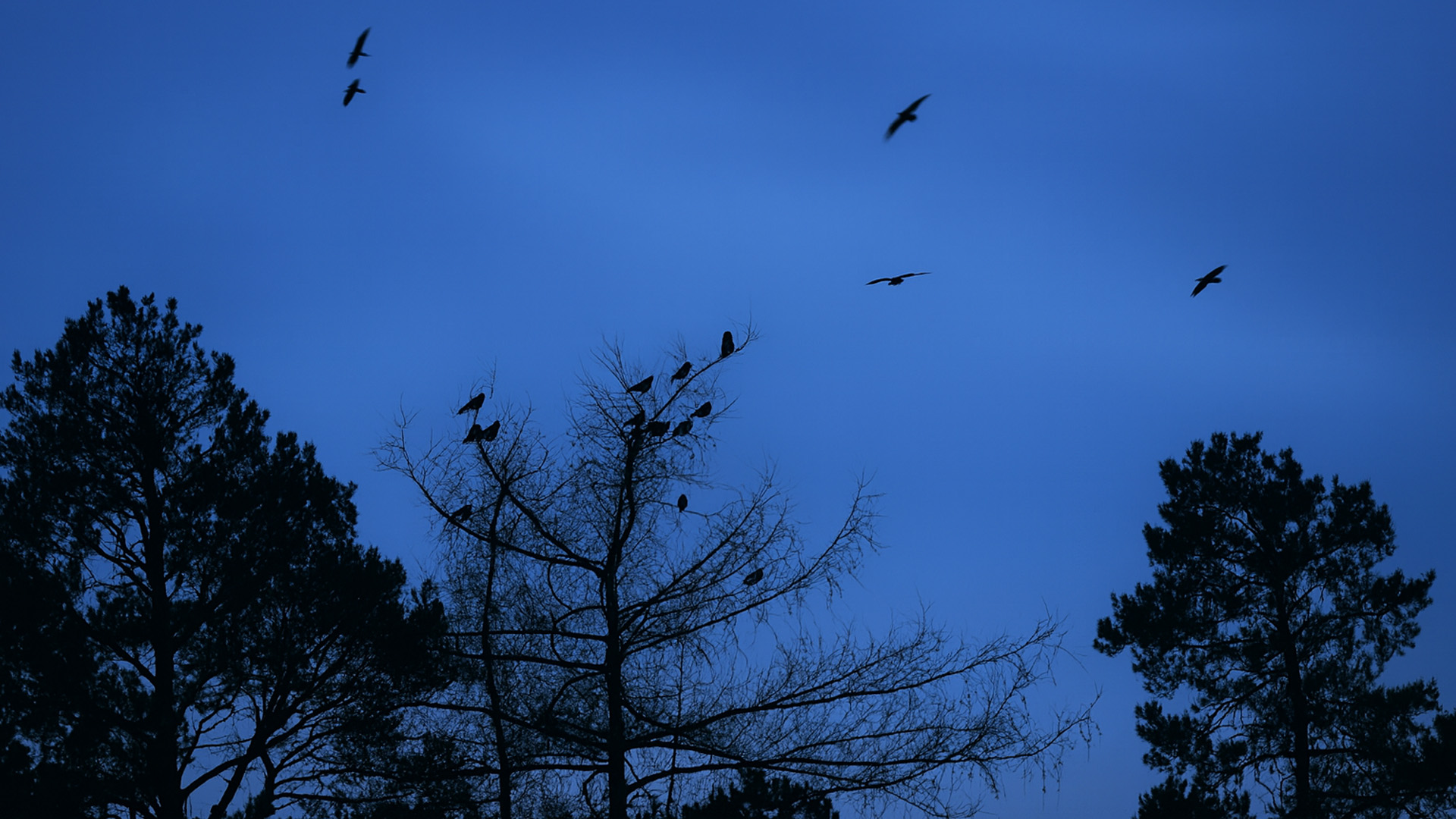 Massive Flock of Rooks Roosting in Brno, Czech Republic