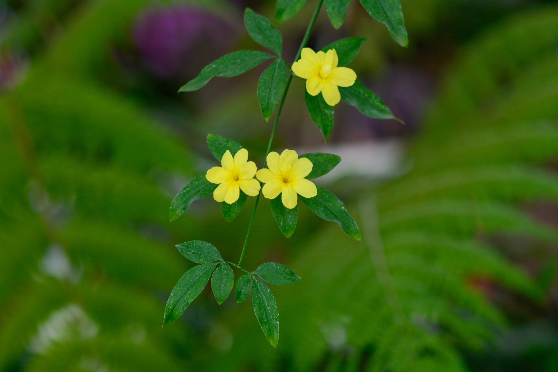 These gorgeous flowers can be very dangerous
