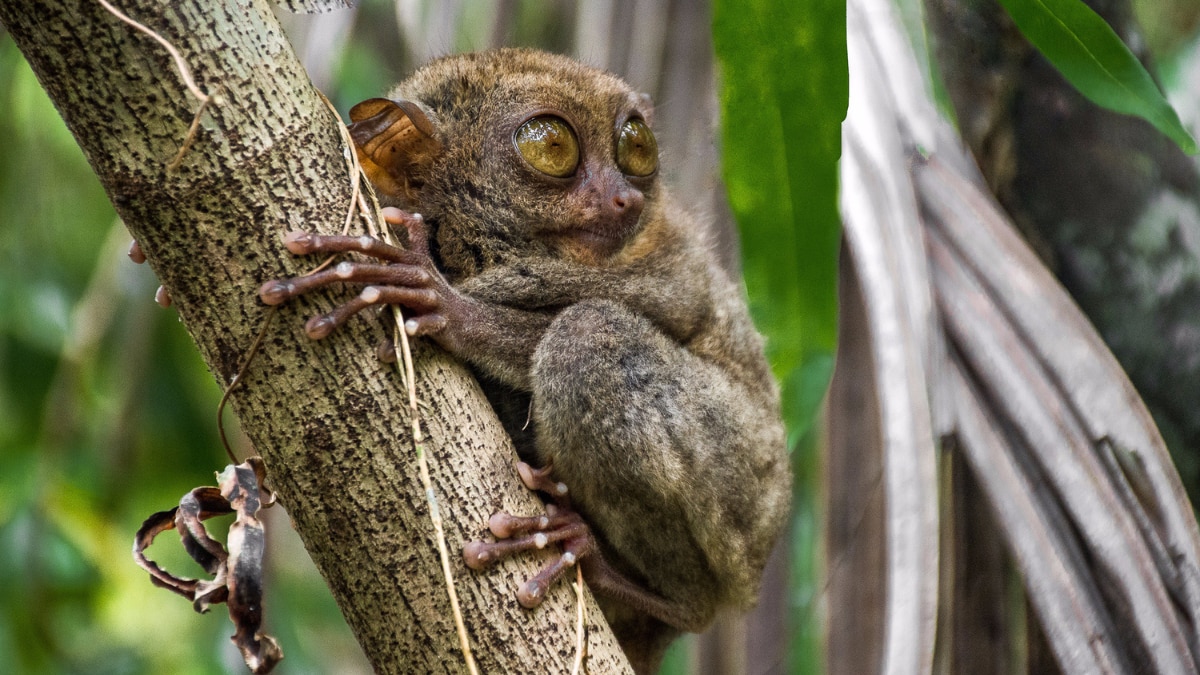 These 7 Species Were Once Believed Extinct But Have Made A Remarkable ...