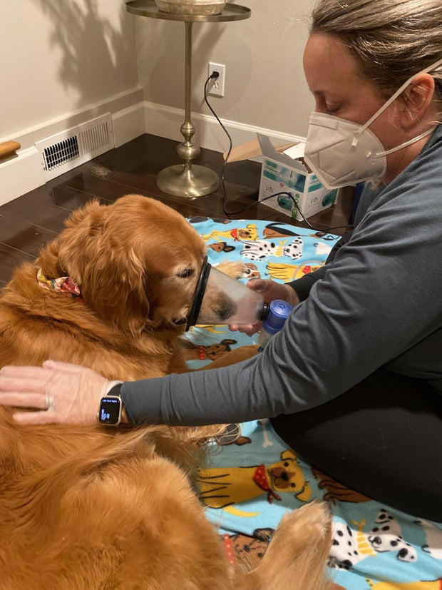 A golden success: Dog's terminal cancer diagnosis dropped after UC ...
