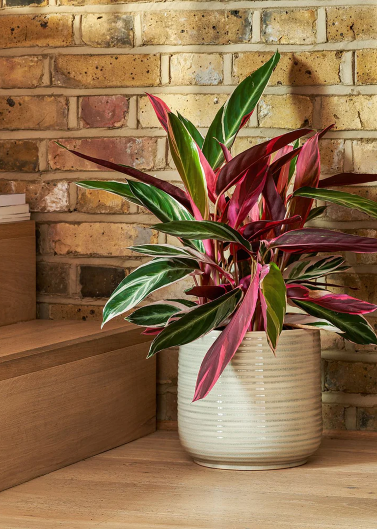 Wait, Why Do My Plants Move at Night? 10 Houseplants That Do It, and ...