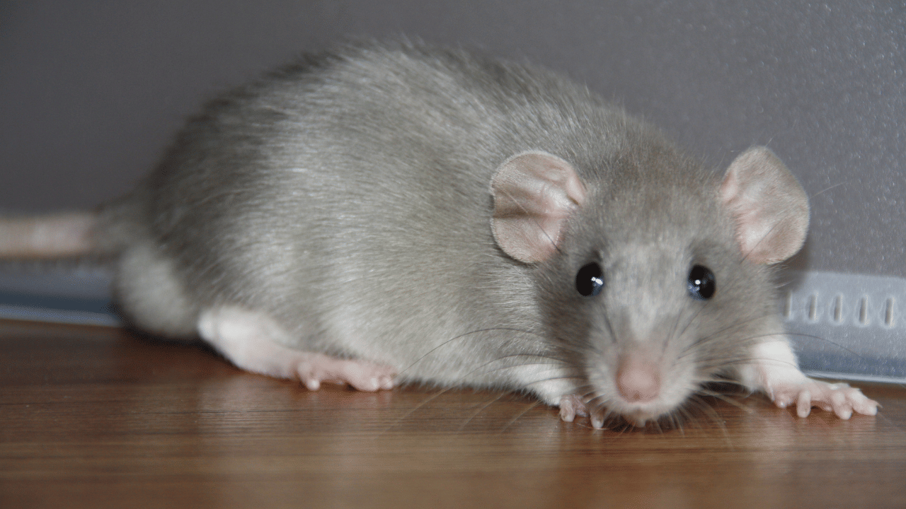 Dreams of rats: What it means if you see a rat in your dream