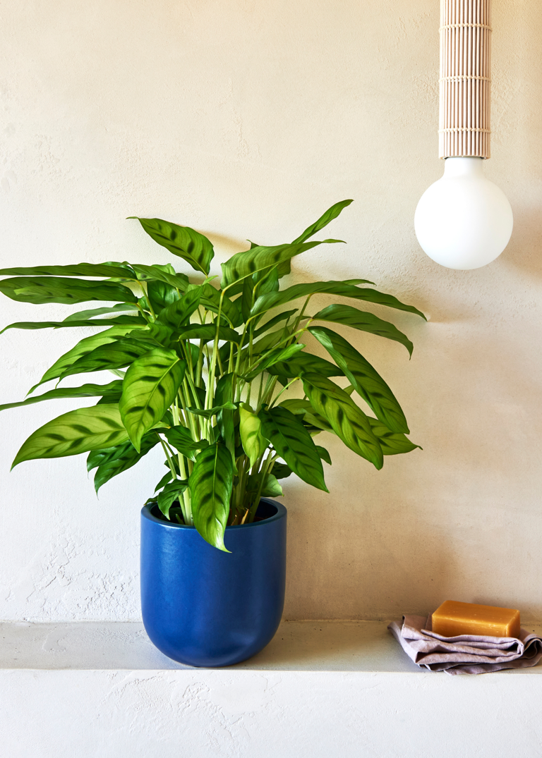 Wait, Why Do My Plants Move at Night? 10 Houseplants That Do It, and ...
