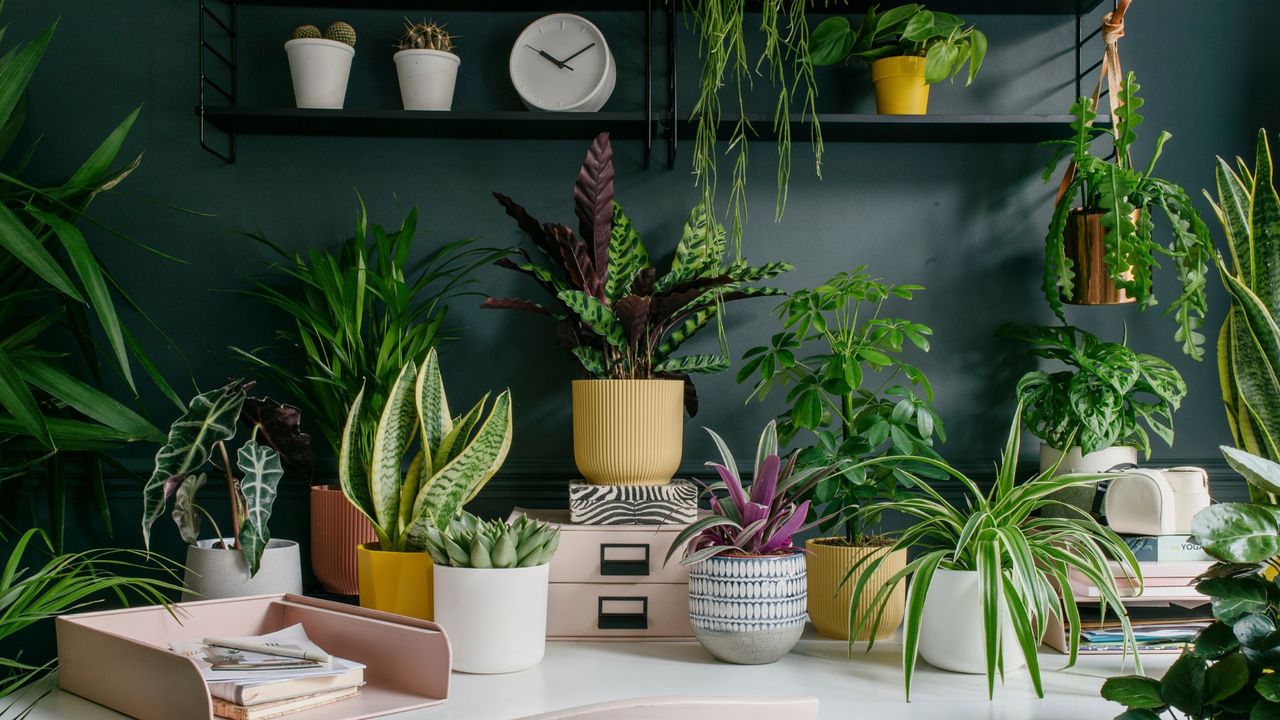 Wait, Why Do My Plants Move at Night? 10 Houseplants That Do It, and ...