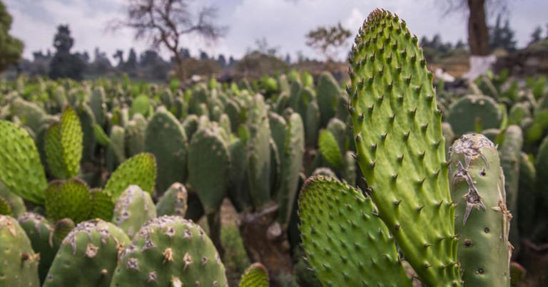 Nopal: usos, beneficios, propiedades, recetas, dosis y cuidados