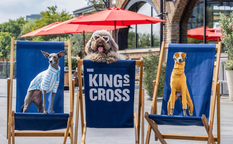 The Big Woof is back at King's Cross – let the tail-wagging begin!
