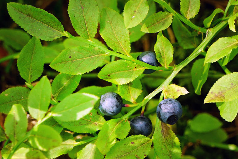 Heidelbeeren: Superfood für Herz, Gehirn und schöne Haut