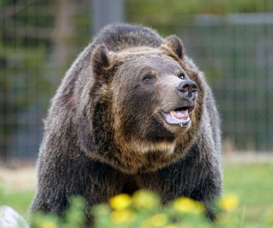 Yellowstone National Park Tells Visitors to 'Heed' Warnings Amid ...