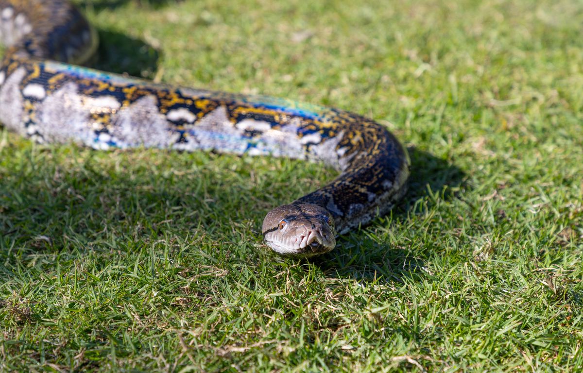 États-Unis : Un énorme python birman capturé par les pompiers dans une ...