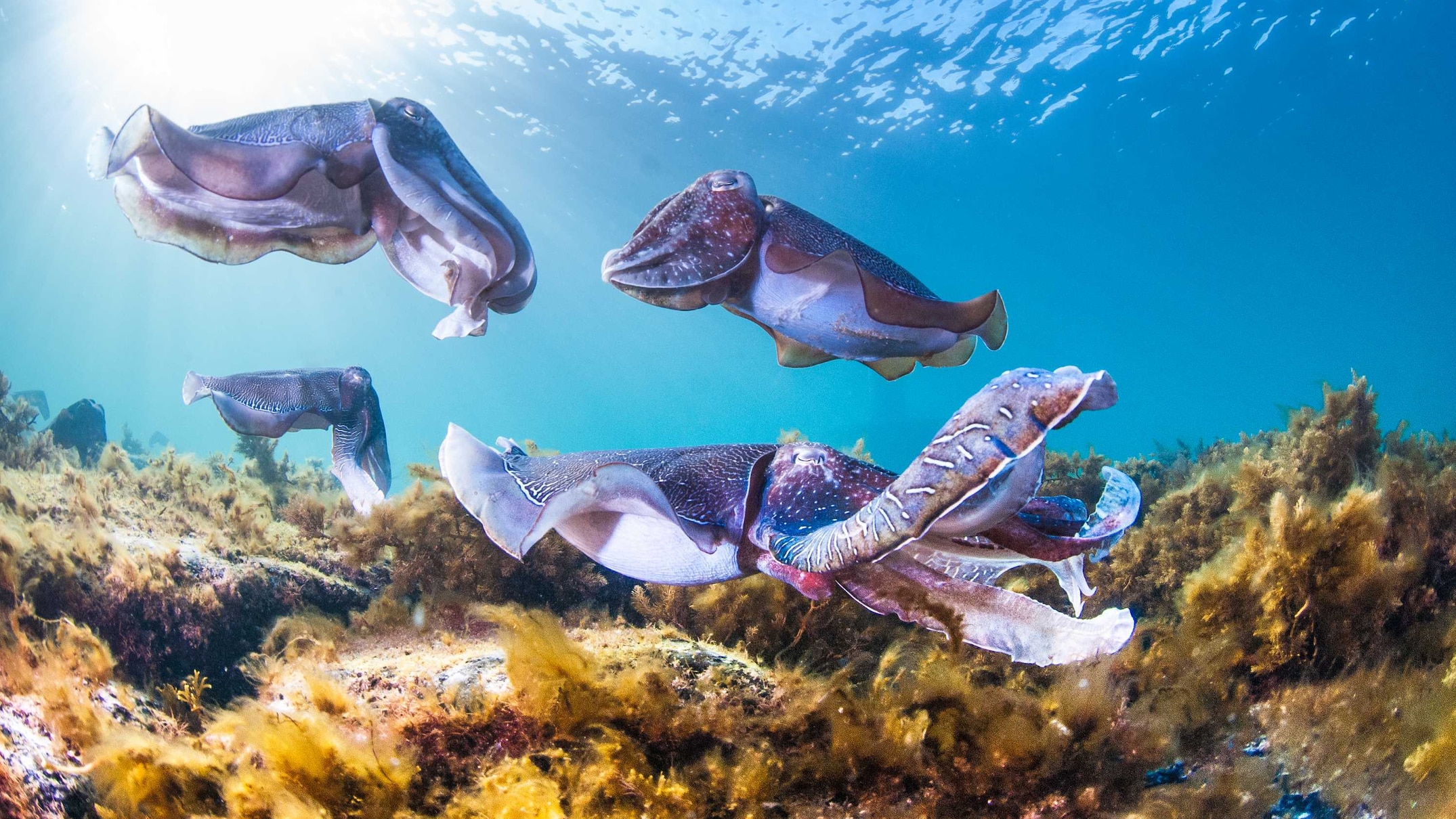 Whyalla's giant Australian cuttlefish missing amid fears algal bloom to ...