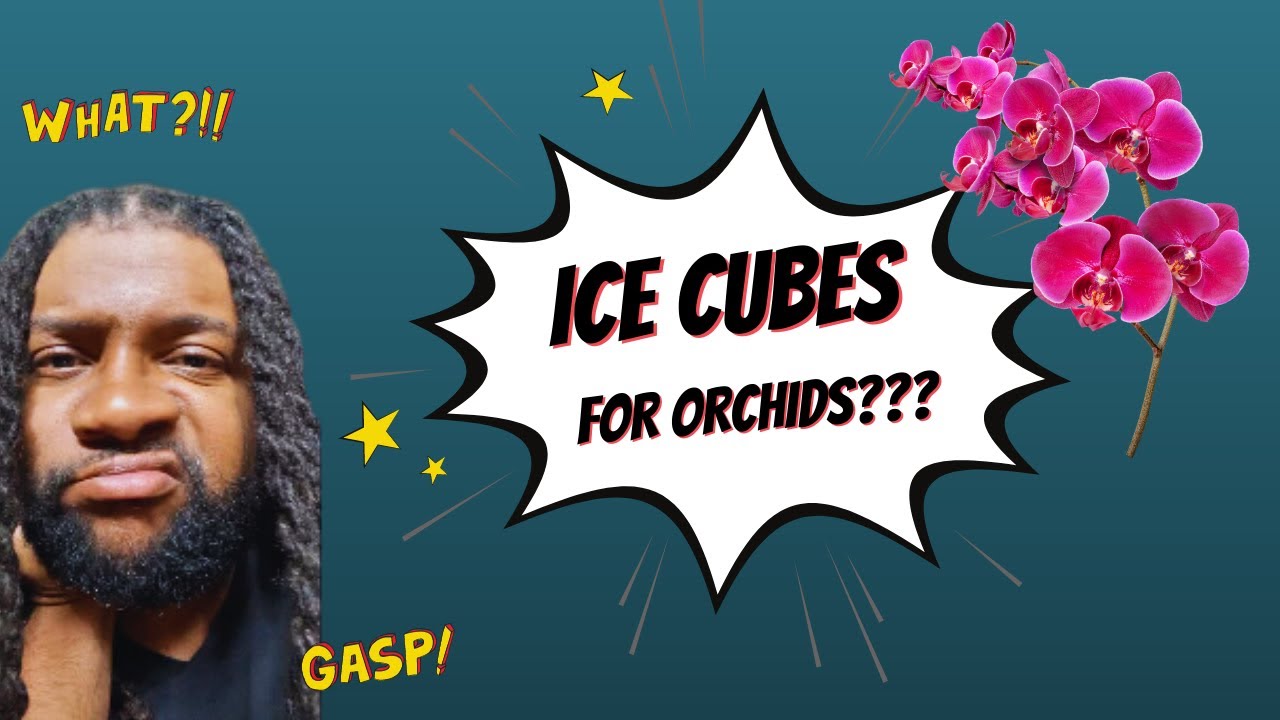 Do Not Use Ice Cubes to Water Your Orchids: Orchid Care Tips