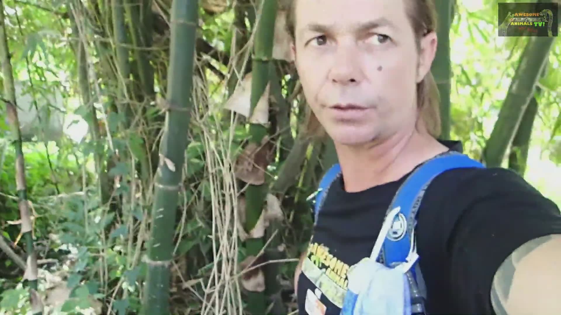 Hunting the mega king cobra | World's largest venomous snake with snake ...