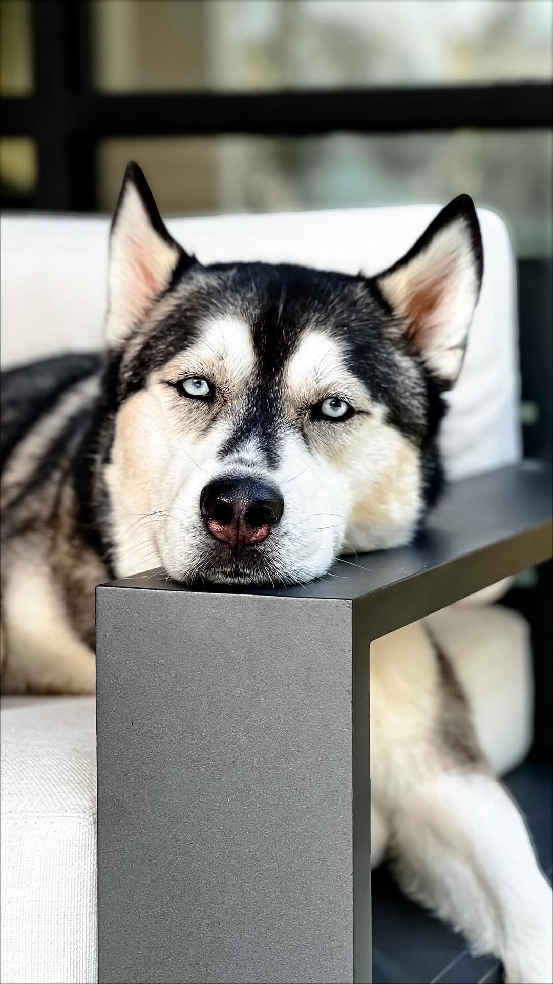 Fun & Interesting Facts About Dogs Every Dog Lover Should Know