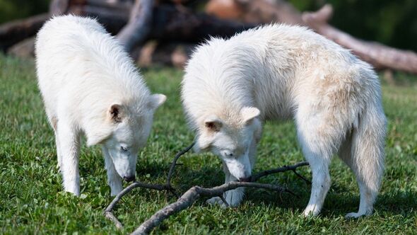 Three dire wolves extinct for 10,000 years are brought back with gene ...