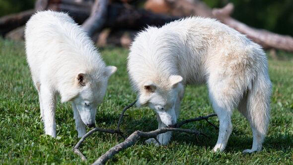 Three dire wolves extinct for 10,000 years are brought back with gene ...