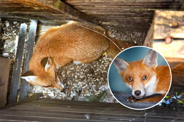 Wildlife hospital volunteers in south Essex rescue fox from tight spot