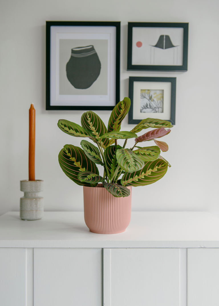 Wait, Why Do My Plants Move at Night? 10 Houseplants That Do It, and ...