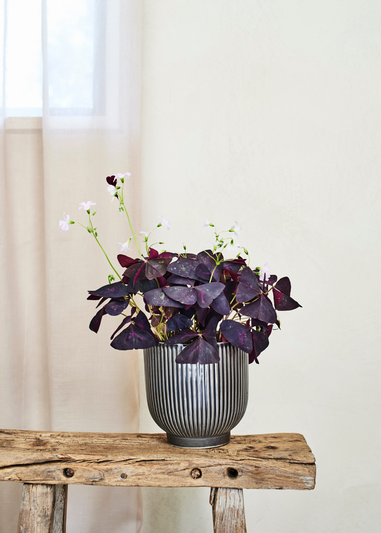 Wait, Why Do My Plants Move at Night? 10 Houseplants That Do It, and ...