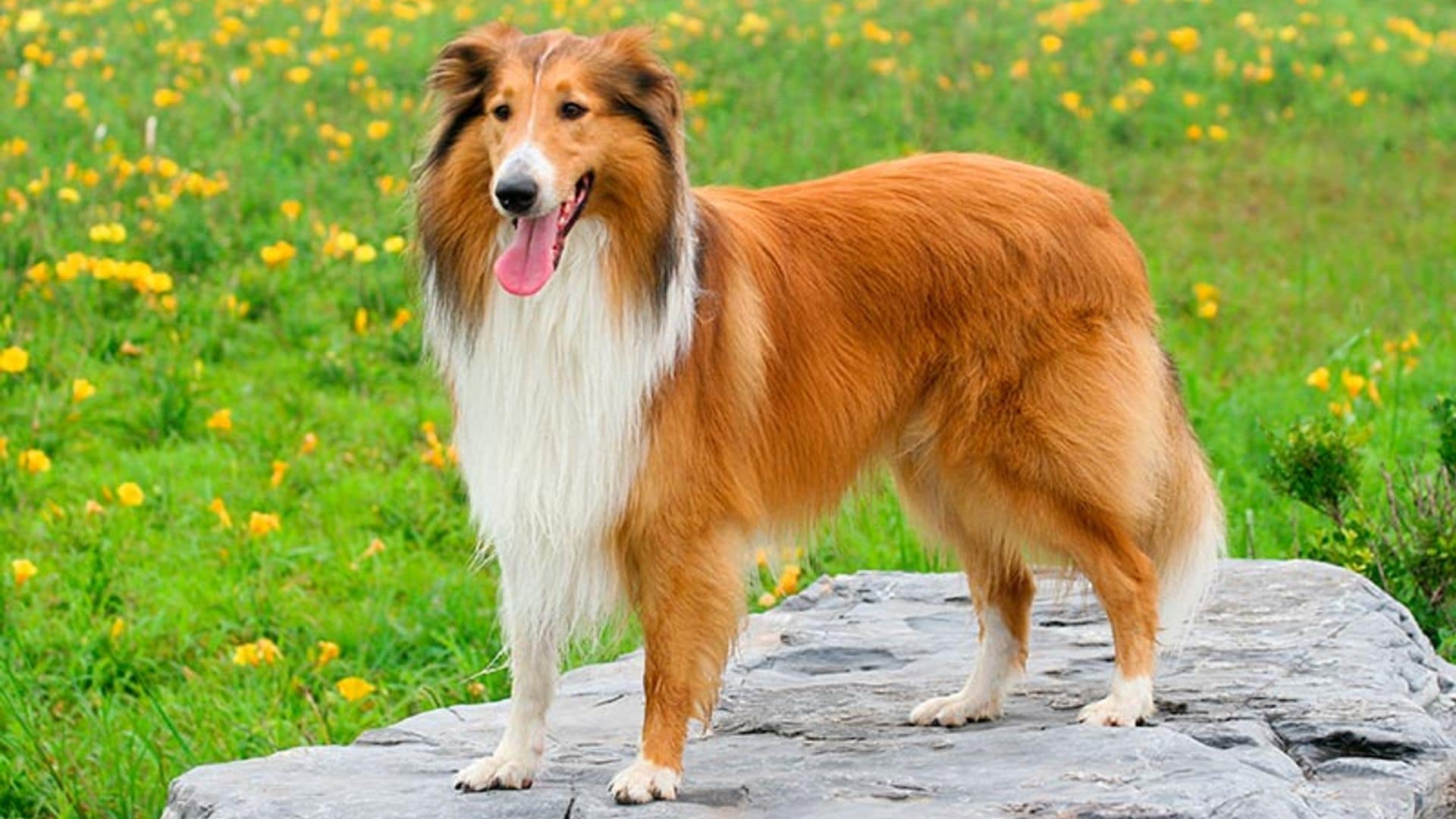 ¿Tu perro es diestro o zurdo? Este simple detalle revela más de lo que ...