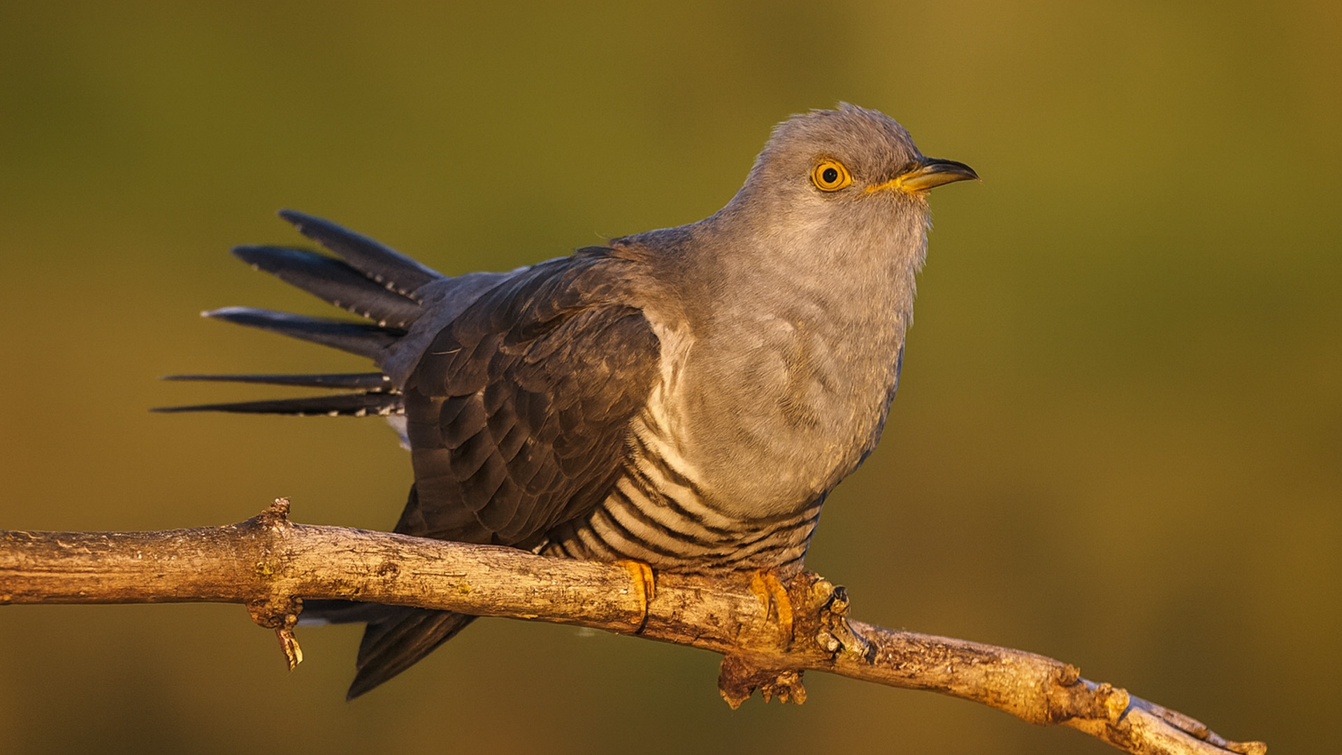 Chant d’oiseau en nature – coucou gris (Cuculus canorus)