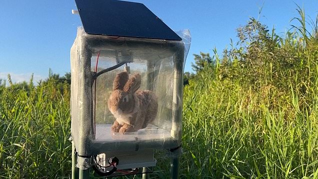 Florida deploys 'Terminator' rabbits in fight against 'hundreds of ...