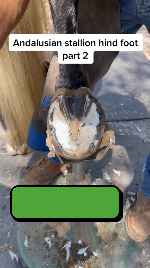 Expert Farrier Trimming | Oddly Satisfying Horse Hoof Work