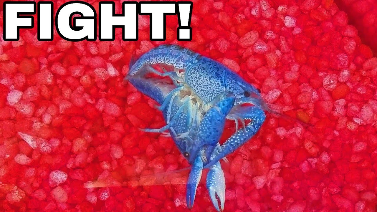 Intense Blue Lobster Crawfish Fight During Breeding Season