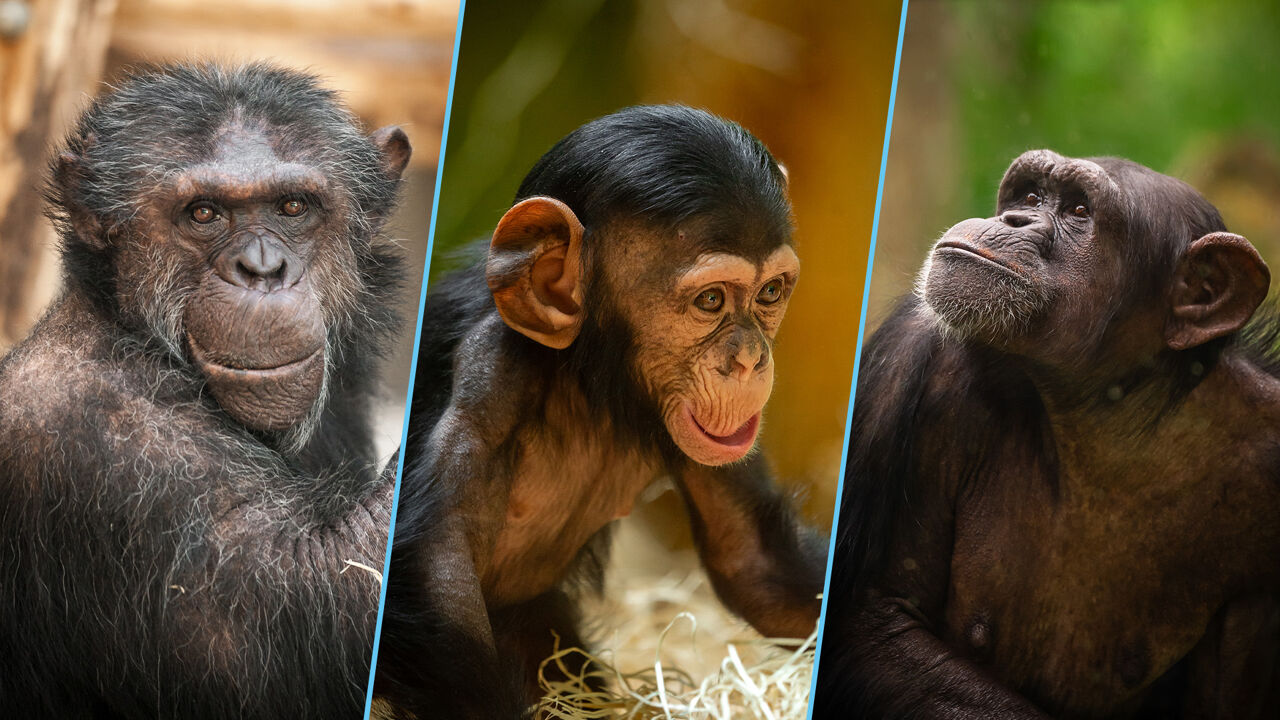 Raadsel rond chimpanseekleuter Zabari in ZOO Antwerpen opgelost: vader ...