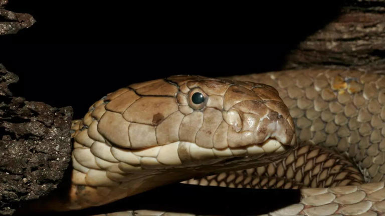 Discover the 10 most dangerous cobras and where they live