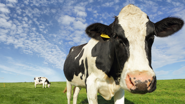 The Big Reason This Popular Cow Myth Is False