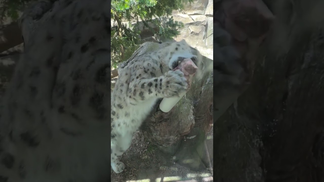 Snow leopard grabs a snack effortlessly with style