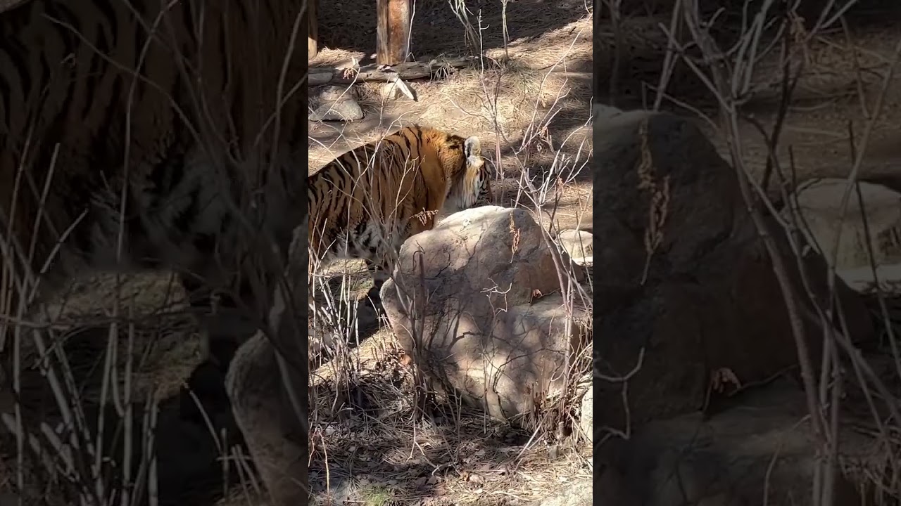 Tiger takes a peaceful morning walk through grass