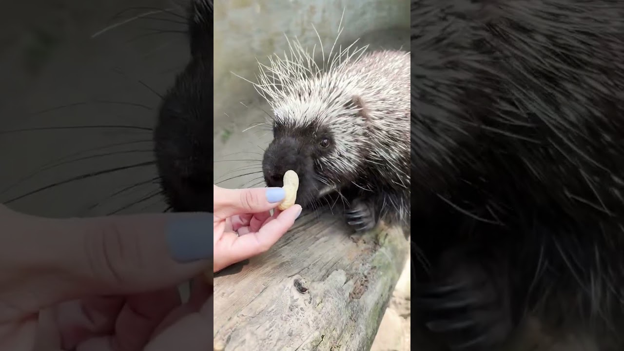 North American porcupine introduces curious behaviors