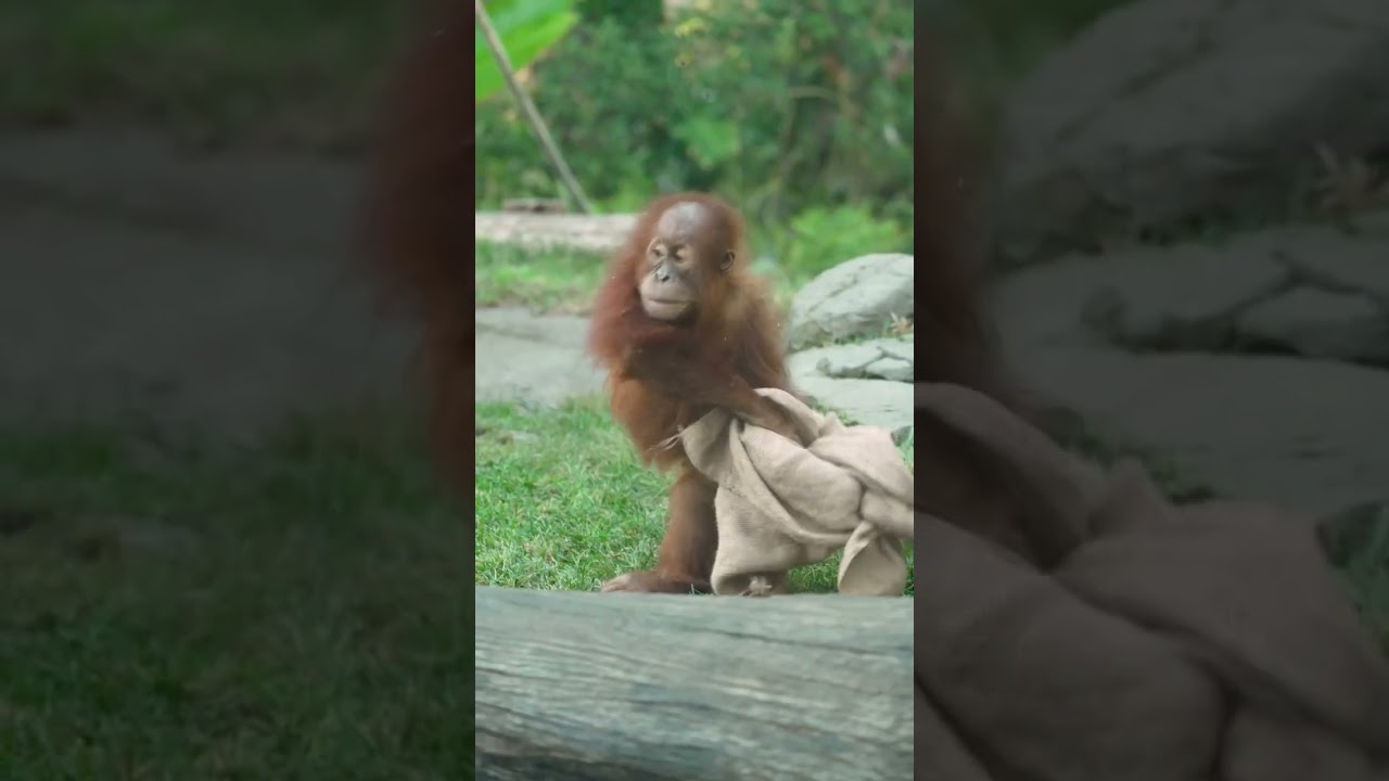 Observe a playful baby orangutan playing alone with a toy