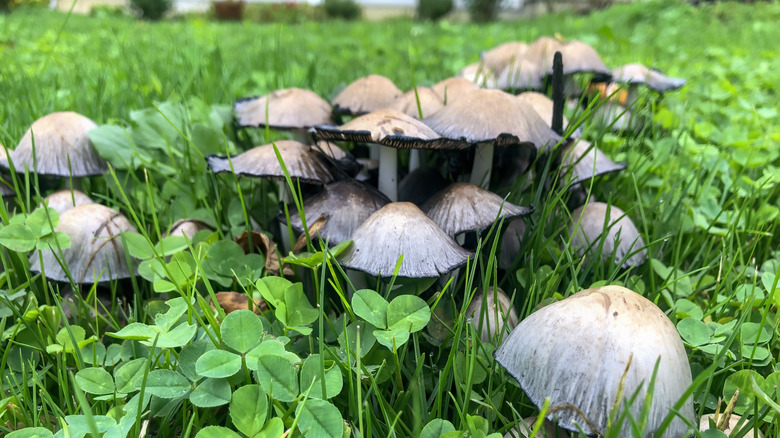 What It Means When Mushrooms Pop Up In Your Yard (And If You Should Worry)