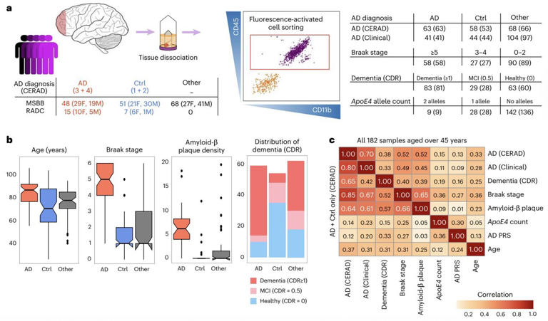 Microglia gene activity shifts across Alzheimer's stages, revealing ...