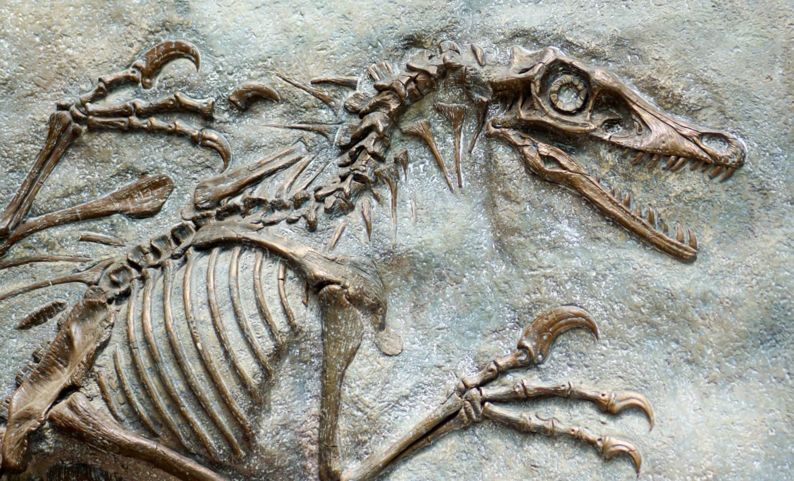 A Giant Sail On A Dinosaur’s Skull May Have Been Its Ultimate Seduction ...