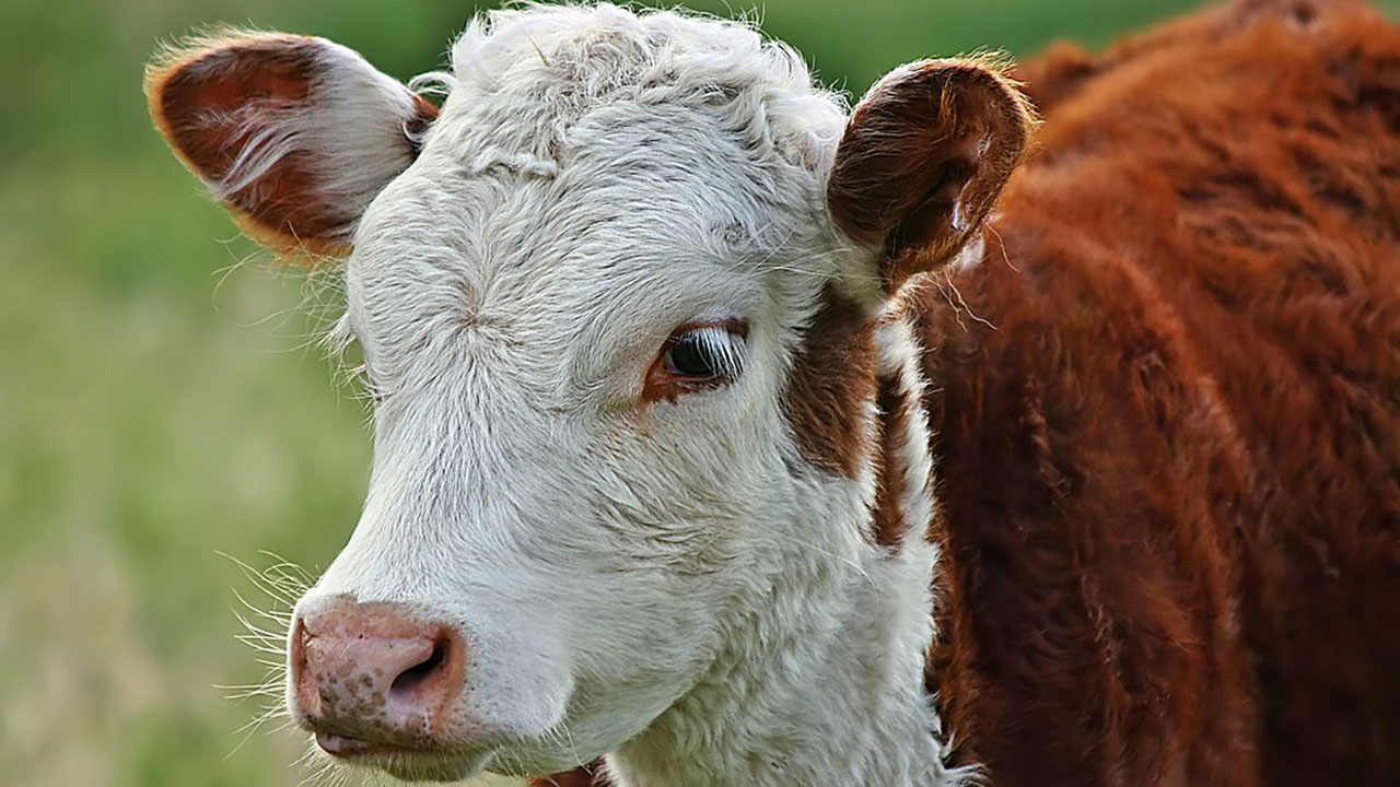 7 Mini Cattle Breeds That Fit Anywhere