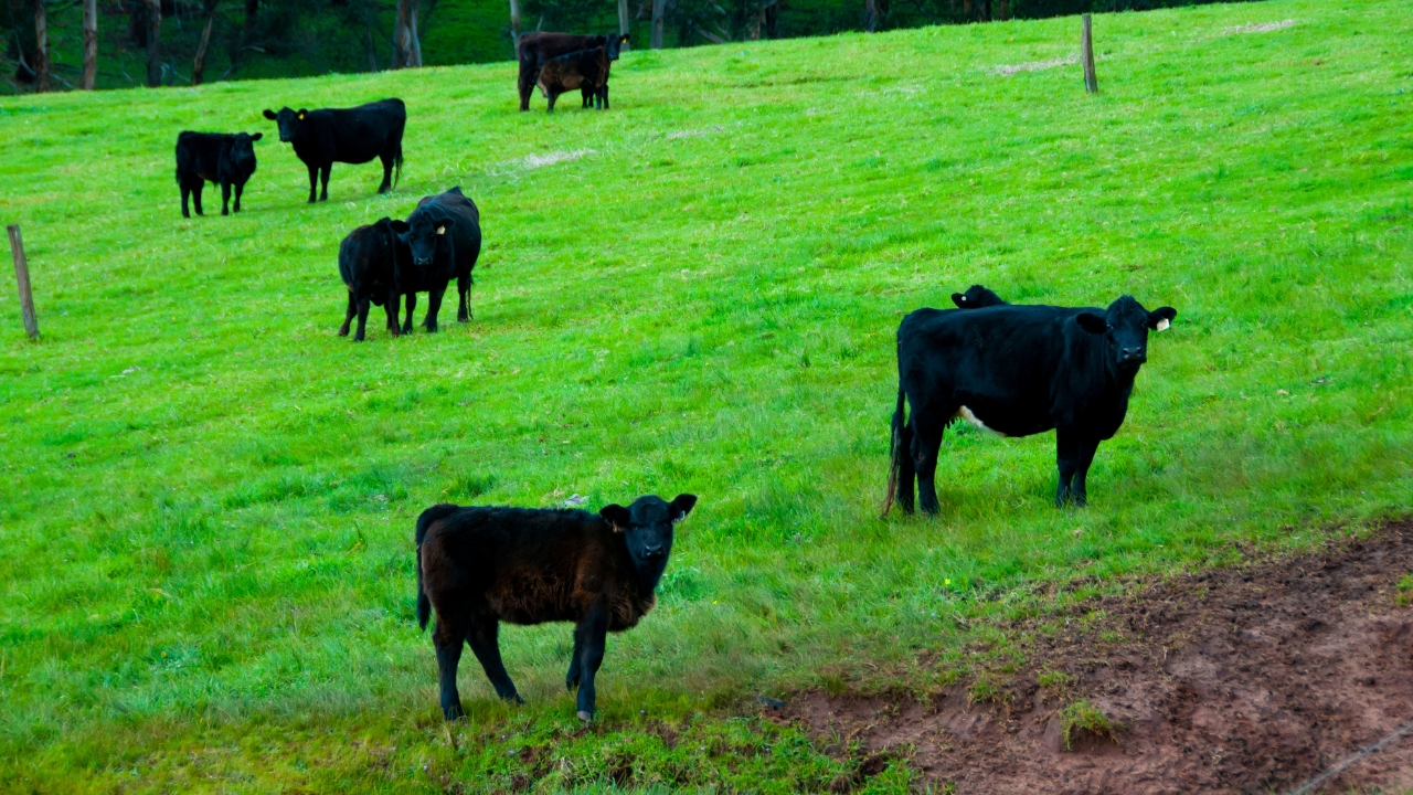 7 Mini Cattle Breeds That Fit Anywhere